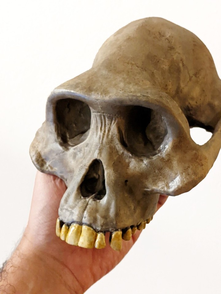 Australopithecus afarensis skull fossil replica (reconstruction) | eBay