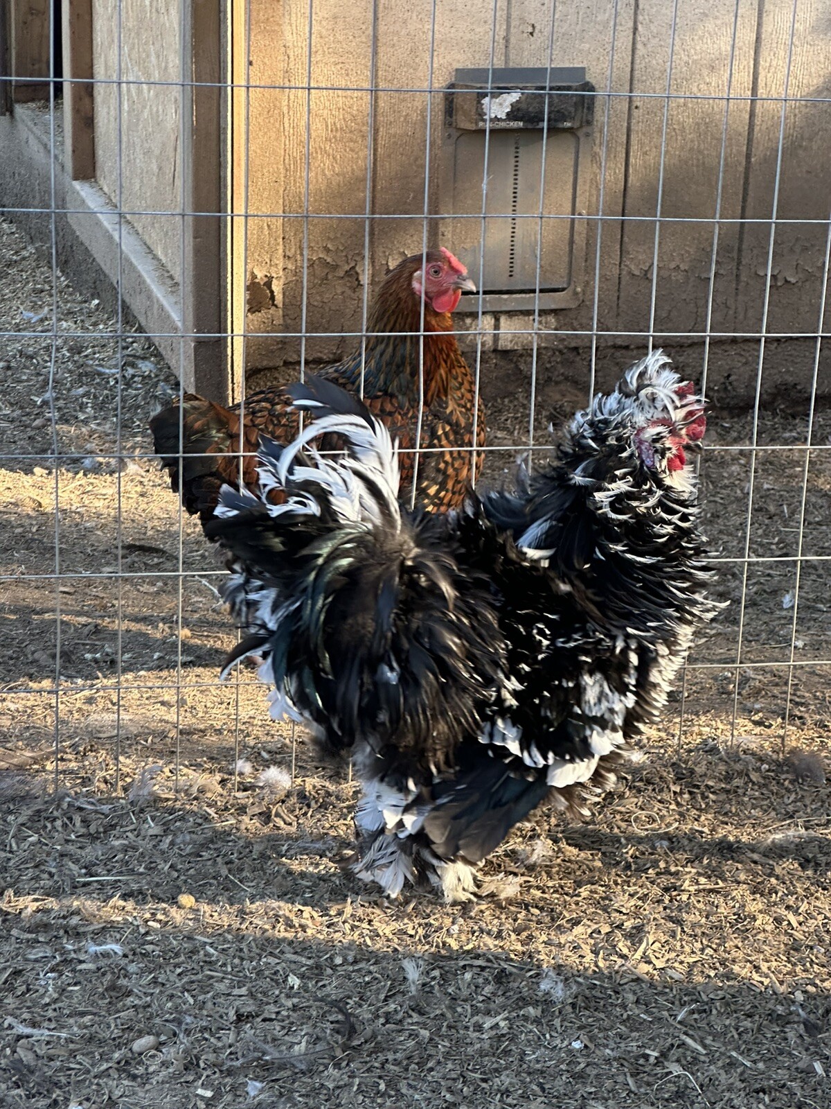 1 DOZEN SILKIE HATCHING EGGS PARTRIDGE SPLASH FRIZZLE BUFF BLACK NPIP ...