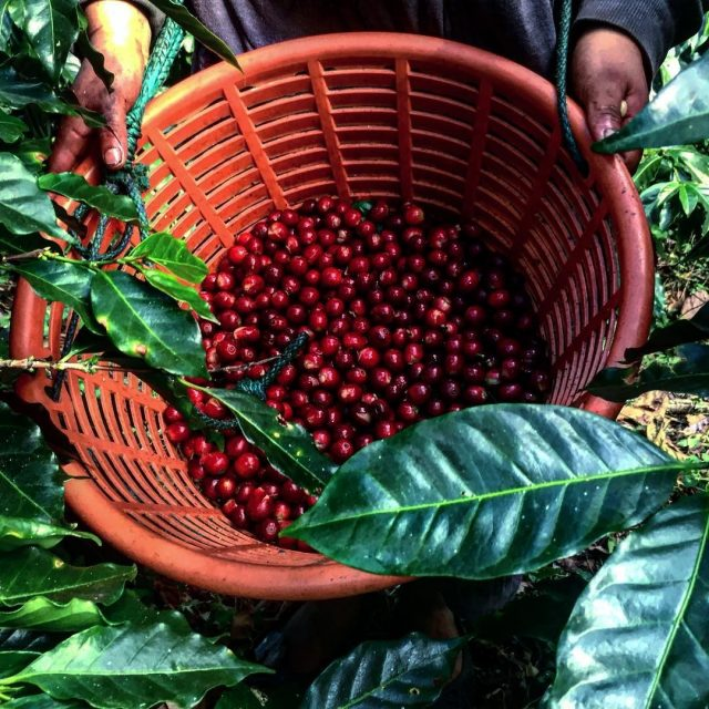 5 LBS VENEZUELAN VENEZUELA MARACAIBOS UNROASTED GREEN COFFEE BEANS ...