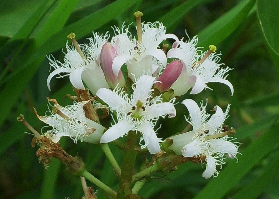 Bogbean Pond Live Water Plant Aquatic Bog Bean Marginal | eBay UK