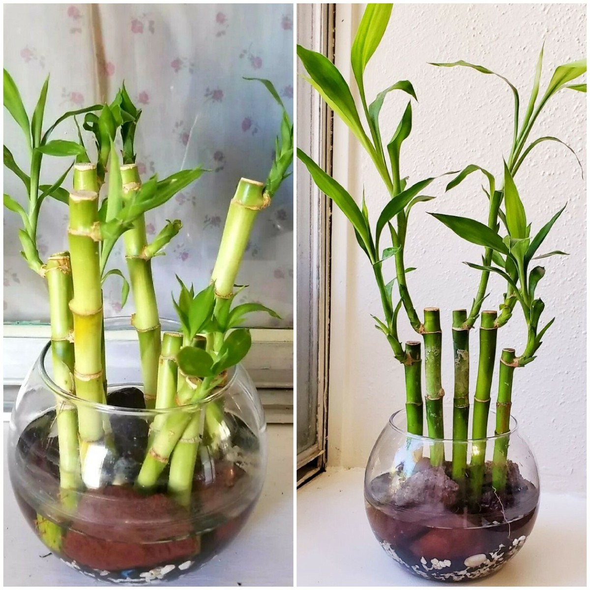 Lucky Bamboo Care Indoor Plants