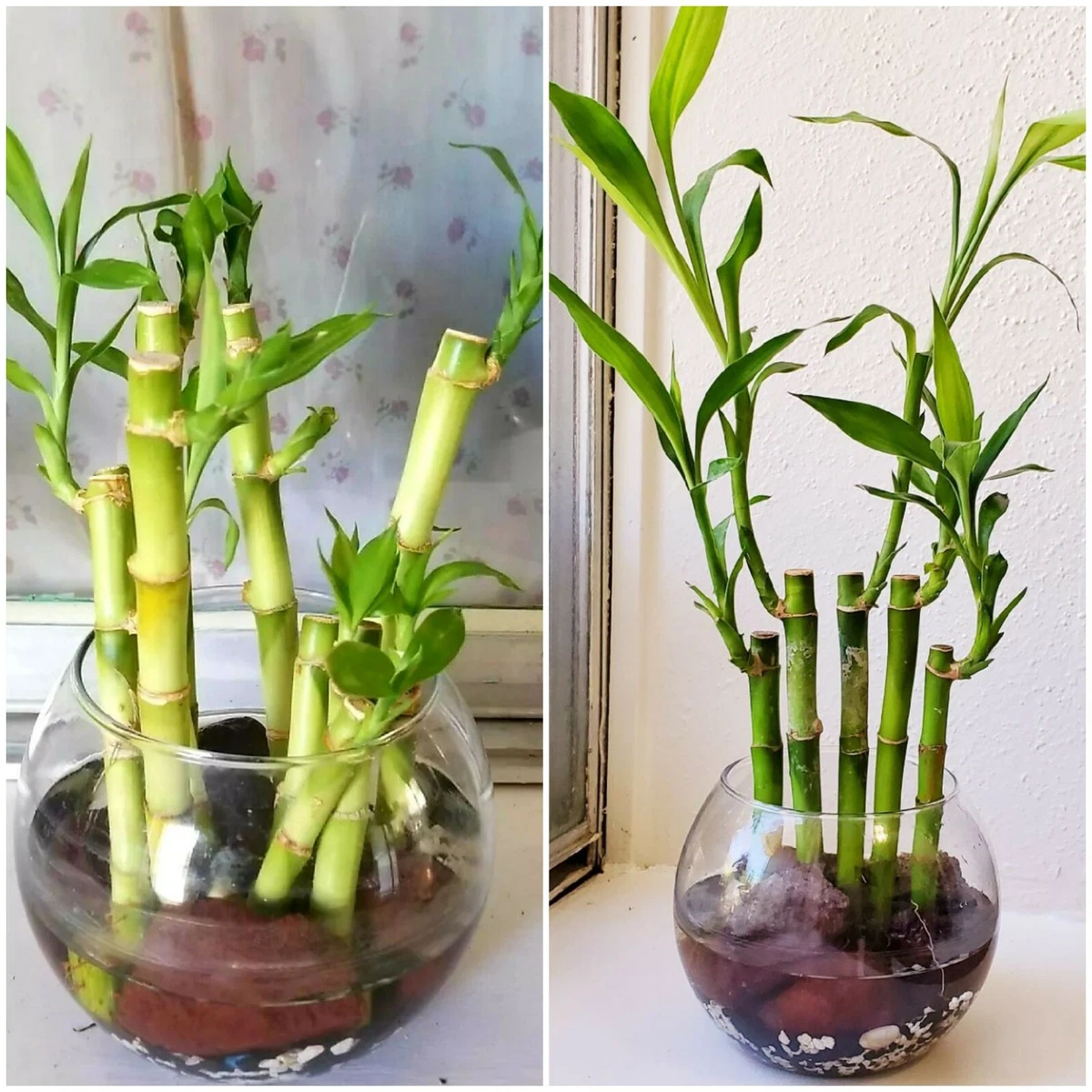 Indoor Bamboo Plants