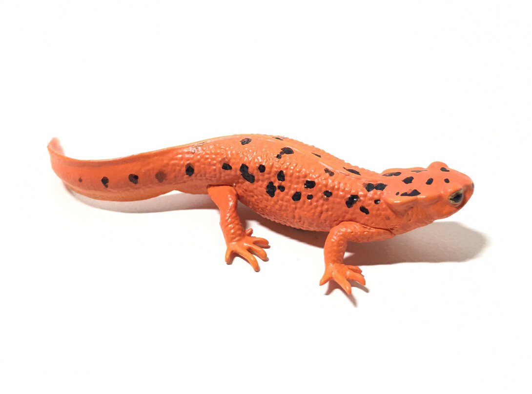 Baby Fire Belly Newt Japanese Fire Belly Newt Photos And Images