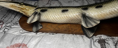 38 + Inch Longnose Gar Half Mount Mounted Fish Replica Taxidermy ...