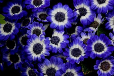 8 graines de CINERAIRE DES FLEURISTES (Pericallis Cruenta)H352 SEEDS ...