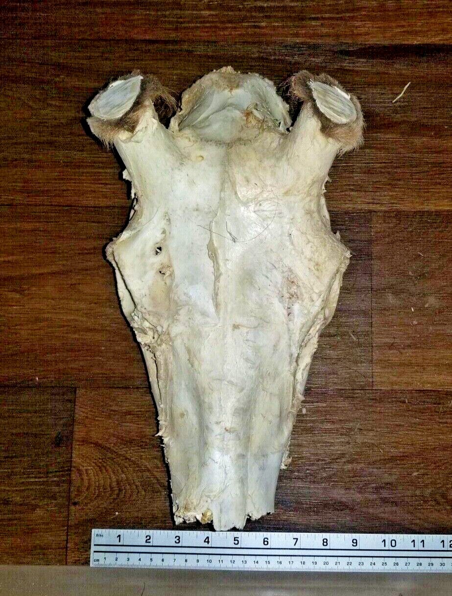 Large Wild Animal Bones - Deer and Elk - Skulls - Rib Cages - Backbone ...