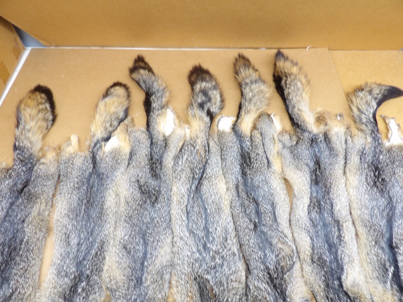 #1 Grey Fox Professionally Tanned/Furs/Trapping/Taxidermy/Crafts/USA ...