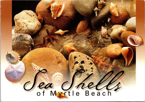 Myrtle Beach South Carolina SC Sea Shells Postcard | eBay