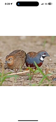 16 Button Quail RAREST COLORS HATCHING EGGS! | eBay