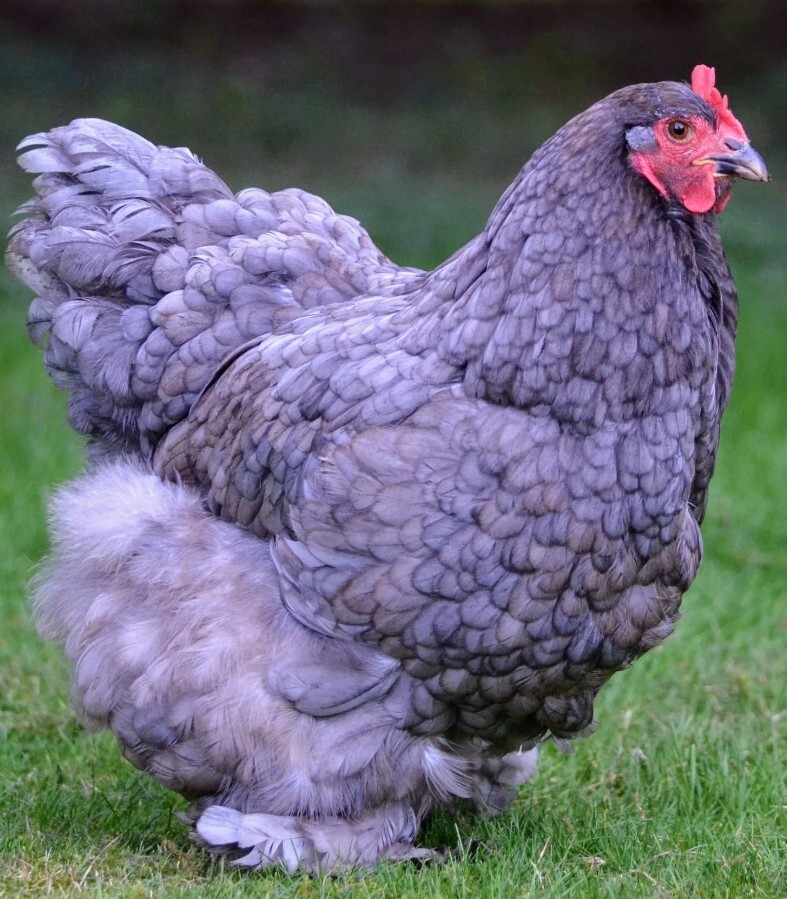 8 + Orpington Lavender Blue Buff Black White Chocolate Hatching Eggs ...