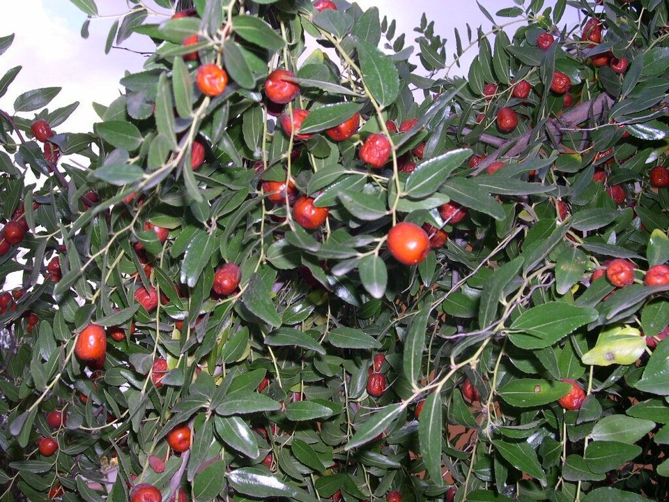 Chinese Date, Ziziphus jujube, Tree Seeds (Showy, Edible, Hardy, Fast ...