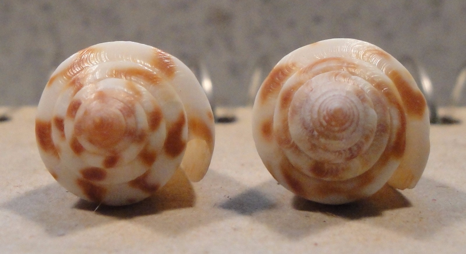 Conus Philippii 2 Shells Marco | Grelly USA