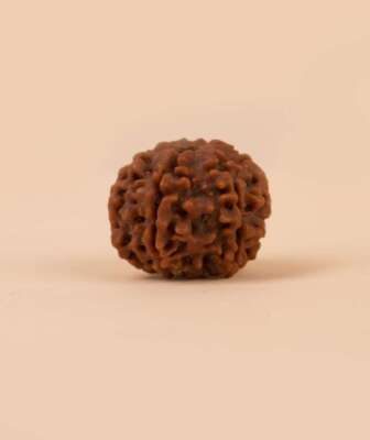 Isha Shanmukhi (six faced) Rudraksha Bead Consecrated single bead ...