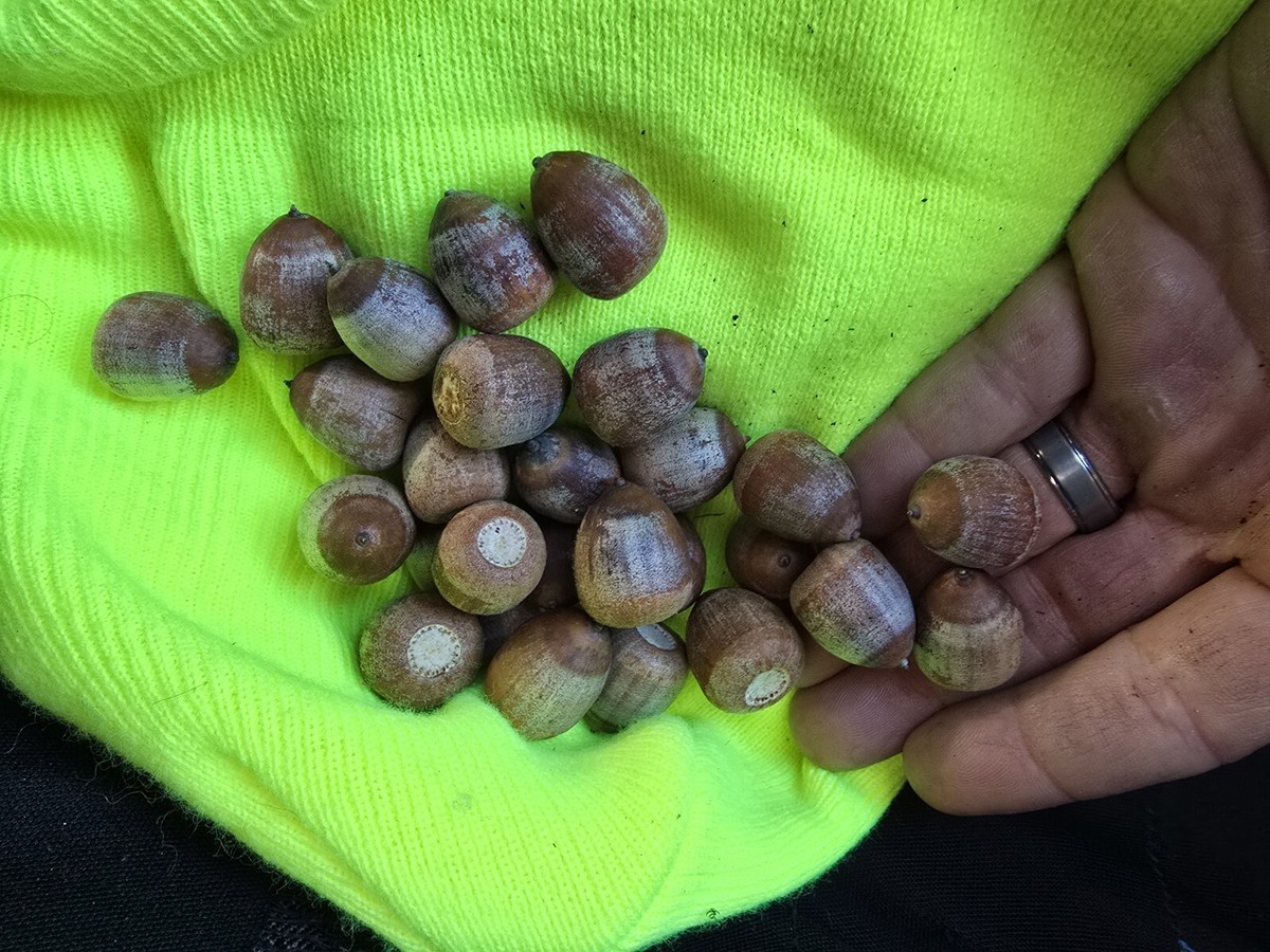 Quercus Shumardii Acorn How To Identify Oaks By The Acorns: 13 Steps