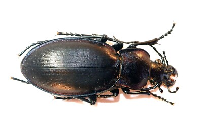 COLEOPTERA, CARABIDAE, CARABUS ROTHI from SLOVAKIA | eBay UK