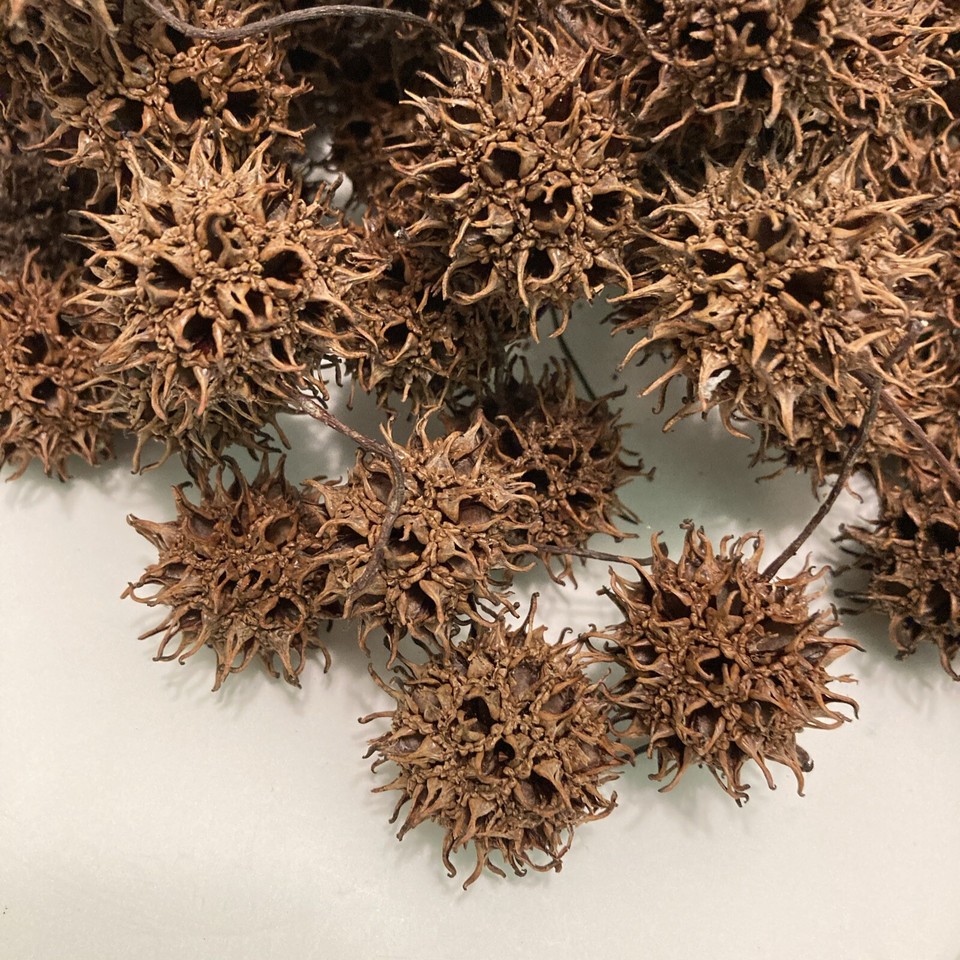 100 Sweet Gum Tree (Liquidambar) Spiked Ball Pods, Dried Crafts ...