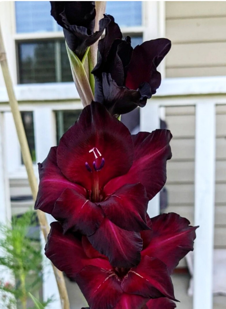 (5) Gladiolus "Black Sea" Bulbs,Large Flowering. 12/14cm | eBay