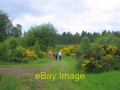 Photo 6x4 Culbin Forest Cloddymoss Another scene from this vast forest ...