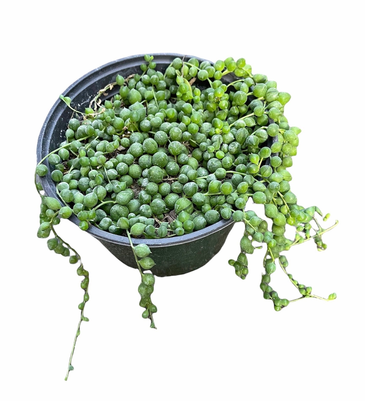 Cuttings 2" 4" 6”pot String Of Pearls | eBay