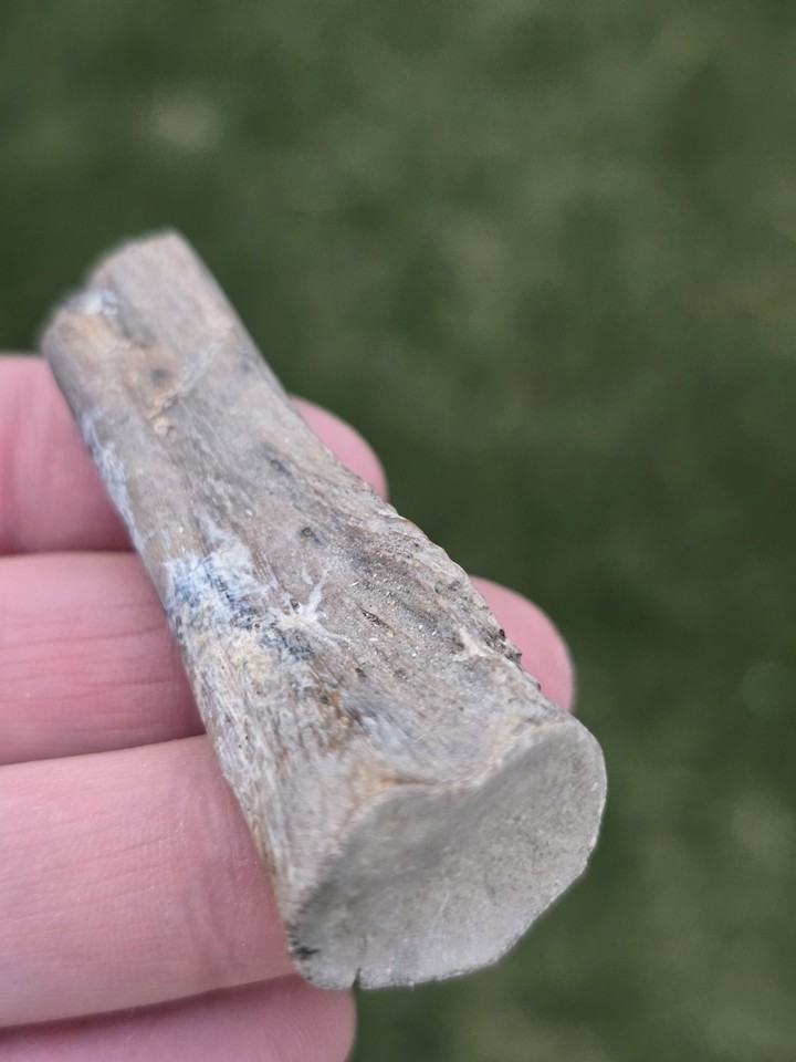 Perfect Rare Mosasaur Rib End & Haemal Arch Chevron Bone Dinosaur TX ...