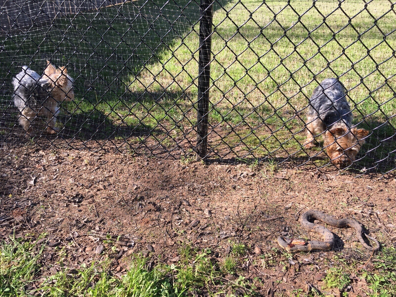 Eve'S Revenge Snake Snares Animal Barriers 100' Snake Trap + Fence ...