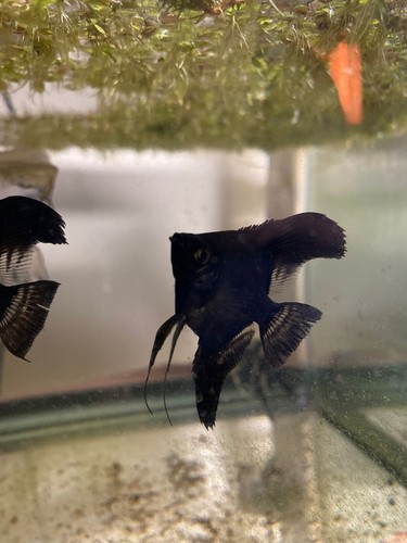 Angle Fish Assorted 4X- Live Aquarium Fish - USA Breeder / Seller | eBay