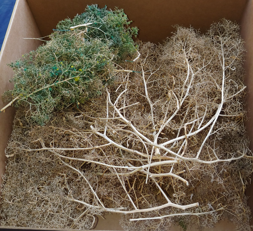 Scenic Express Super Trees Lot | eBay