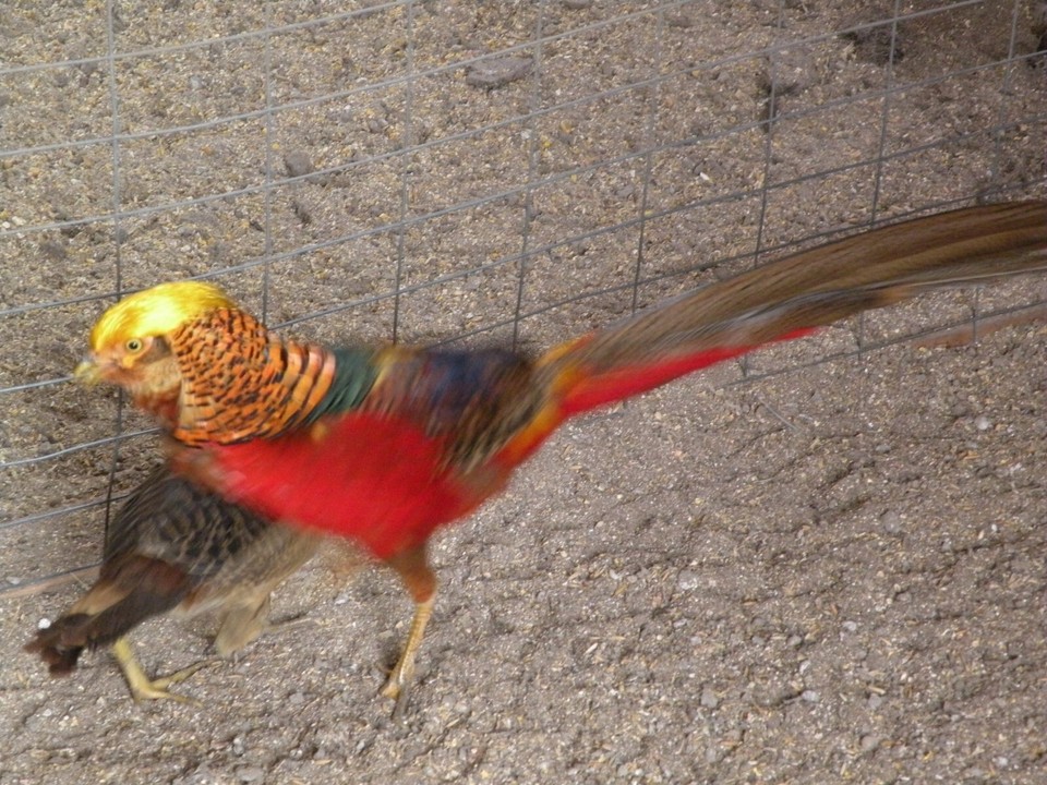 10+ FERTILE RED GOLDEN PHEASANT HATCHING EGGS. | eBay