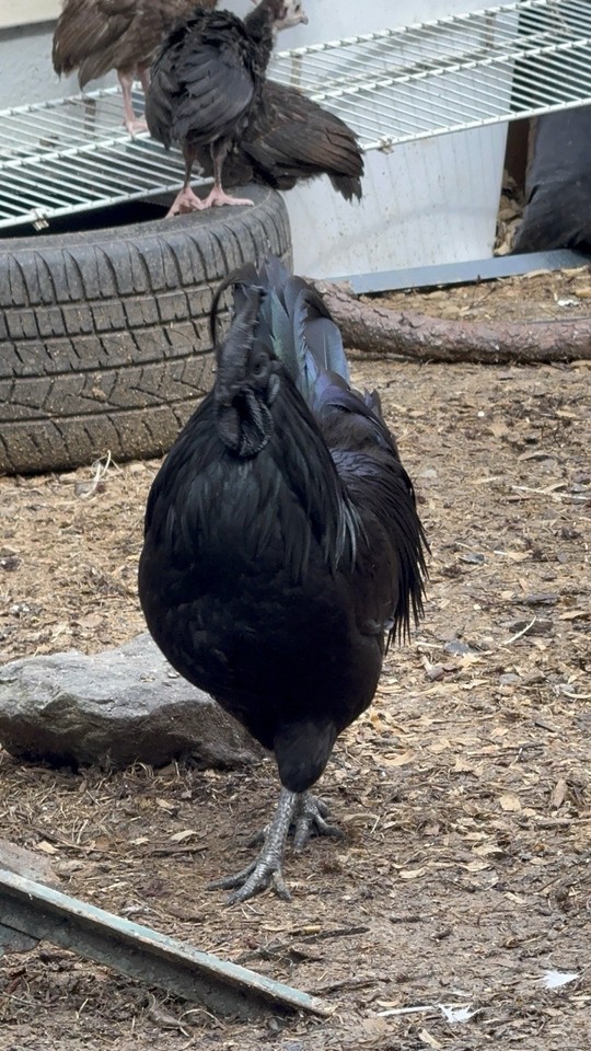 Ayam Cemani Hatching Eggs High Fertility Lamborghini Chicken 10 ...