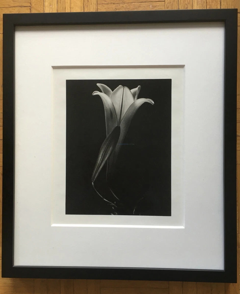 Prints Tina Modotti