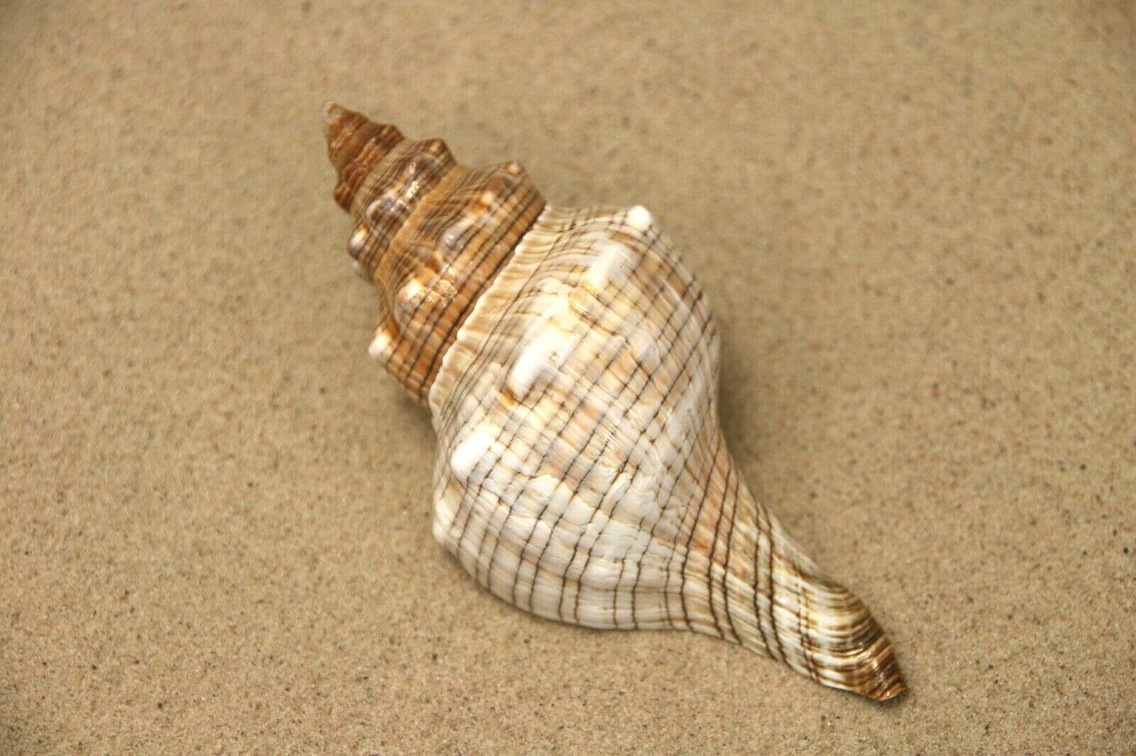 Shells Seashells, Beach Shells, Individual Wedding Sea Shells - Choice ...