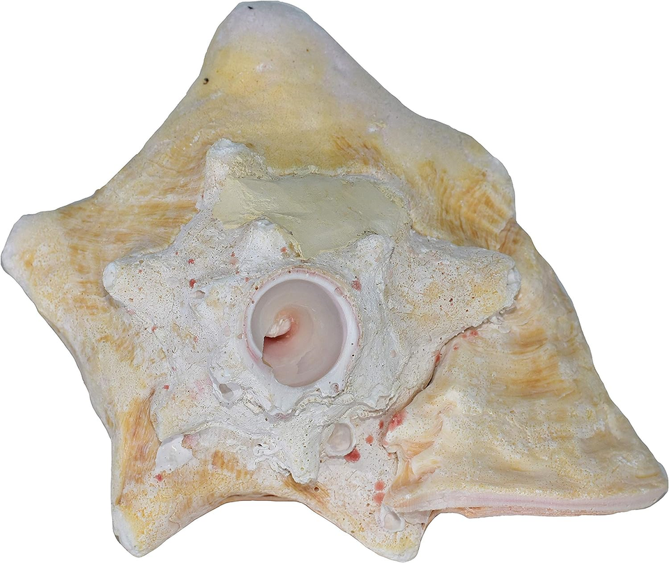 Conch Shell Horn Ocean Trumpet Authentic Caribbean BIG or SMALL 5-10 ...