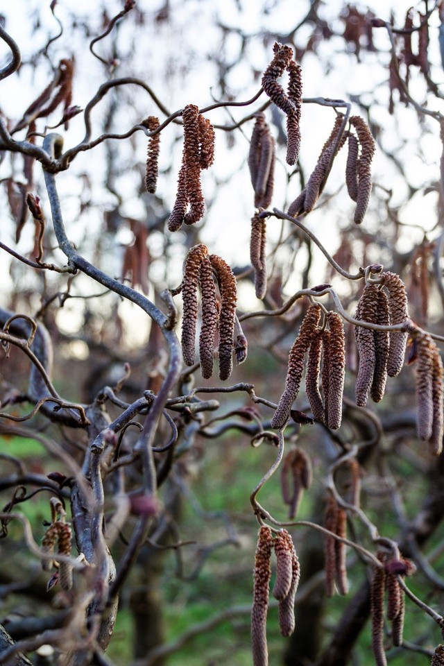 5 EUROPEAN HAZELNUT TREE aka Common Filbert Corylus Avellana Fruit Nut ...