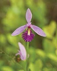 Pogonia Ophioglossoides Orchid Starter Grow Kit ~ Perfect Gifts ...