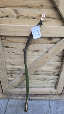 Twisted Twisty Wood Hazel Walking Stick Blank Shank Cane Yew Wood ...