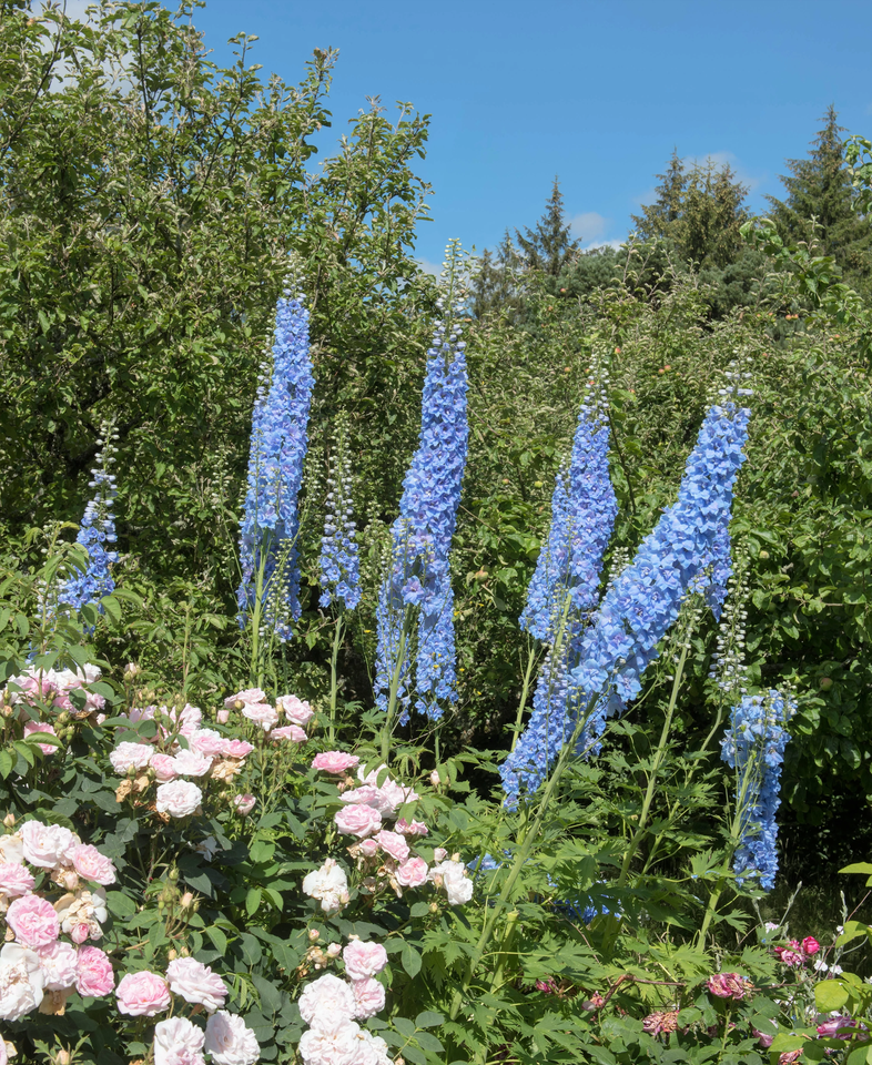 350 Blue with Pink ROCKET LARKSPUR DELPHINIUM Consolida Ajacis Seeds | eBay