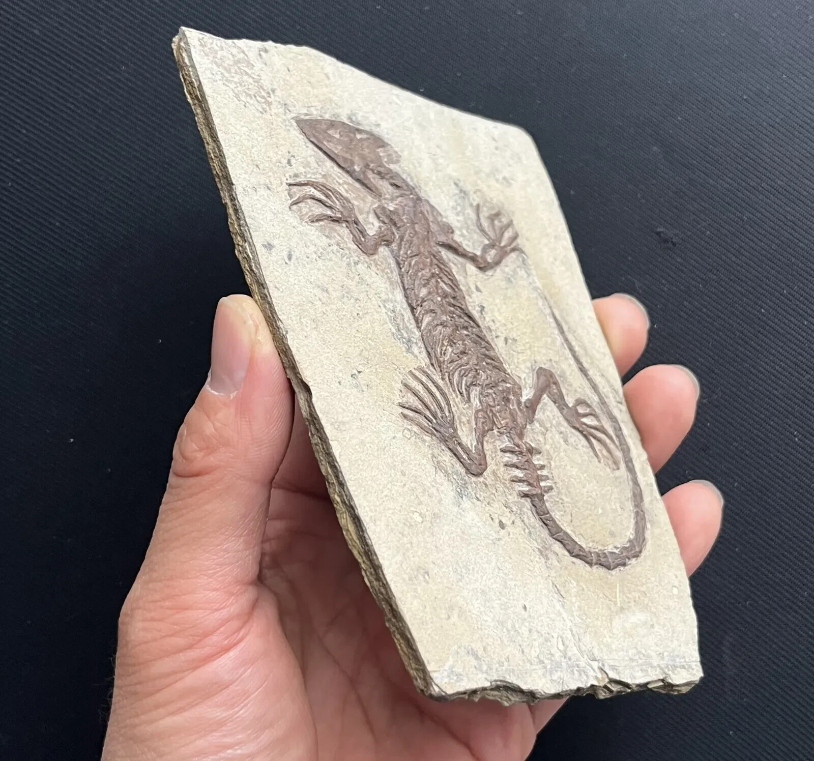 Chinese Real Monjurosuchus Choristodera Fossil Rare Collection | eBay