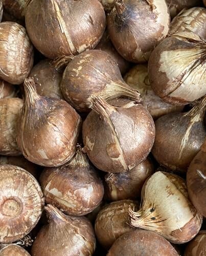 30 Purple Crocus 'Aqua' Spring Bulbs Ready to Plant (Free Postage UK ...