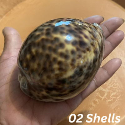 2 Large Natural Polished Tiger Cowrie Seashell Rare Real Aquarium Decor 3-4" In | eBay