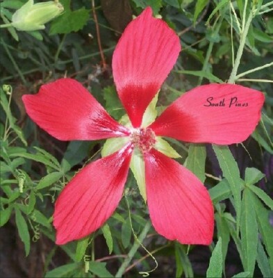 Texas Red Star Hibiscus - 20 Fresh Seeds - coccineus - Perennial | eBay