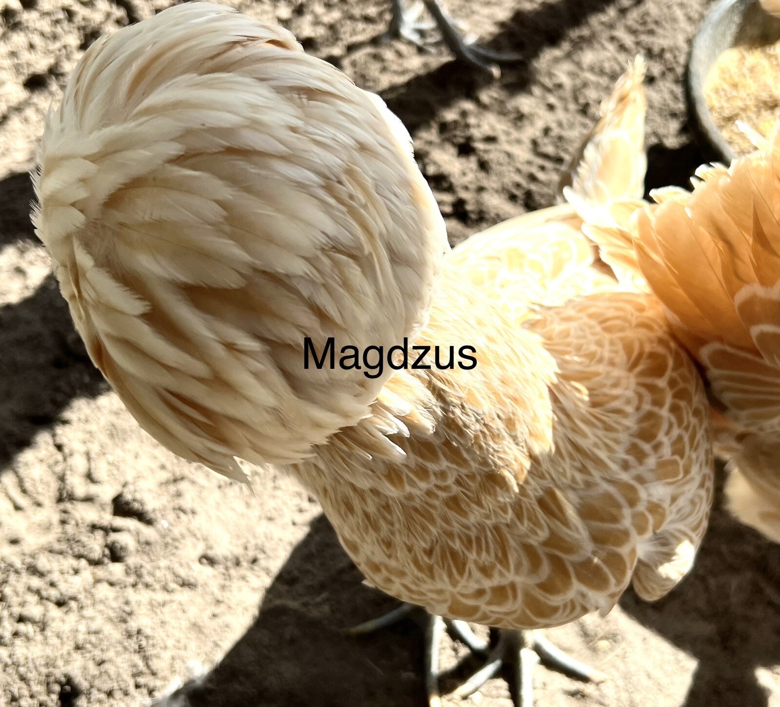 6 Standard Buff Polish hatching Eggs Smooth And Frizzled | eBay