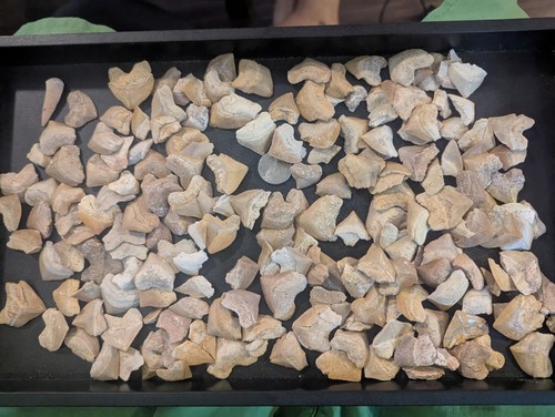 1lb Bulk Wholesale Corax Shark Teeth Tooth | eBay