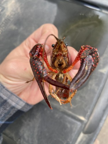 3 Live Clarkii TEXAS RED SWAMP CRAYFISH CRAWFISH CRAWDAD aquarium pond ...