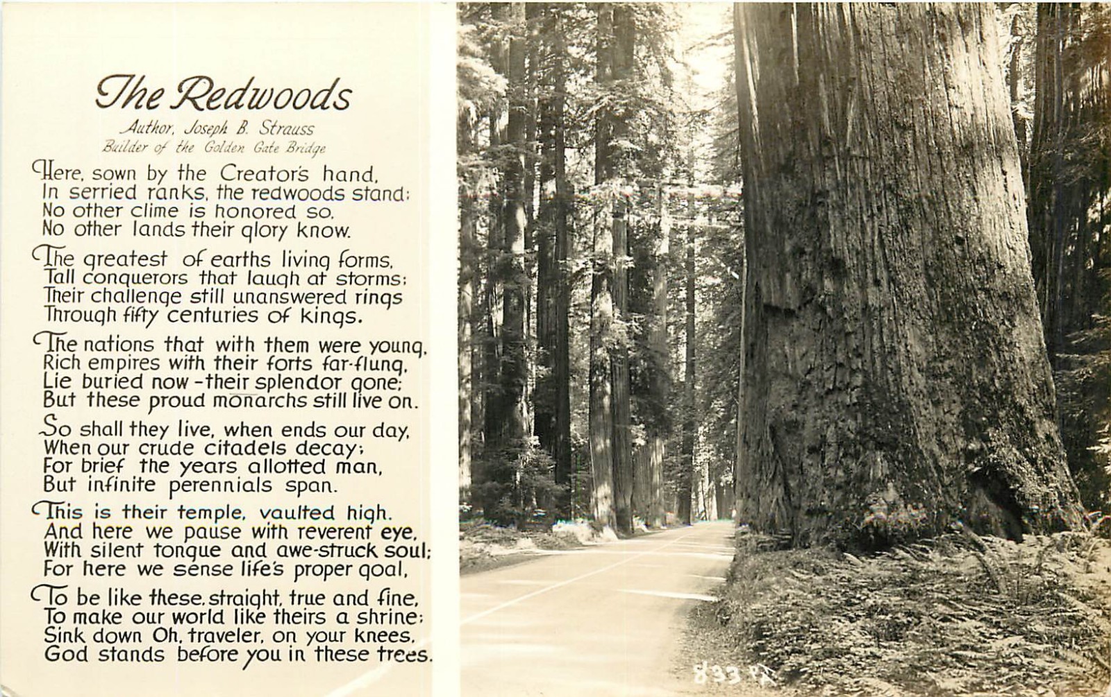 The Redwoods Path Through Tall Trees Strauss Poem RPPC Postcard | eBay