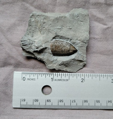 Rare Quality Juvenile Trimerus Fossil Trilobite Rochester Shale New ...