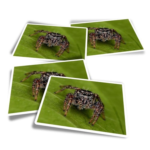 4x Rectangle Stickers - Jumping Spider Insect #45444 | eBay