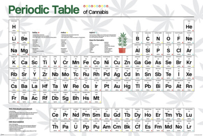 PERIODIC TABLE OF CANNABIS 91.5 X 61CM MAXI POSTER | eBay UK