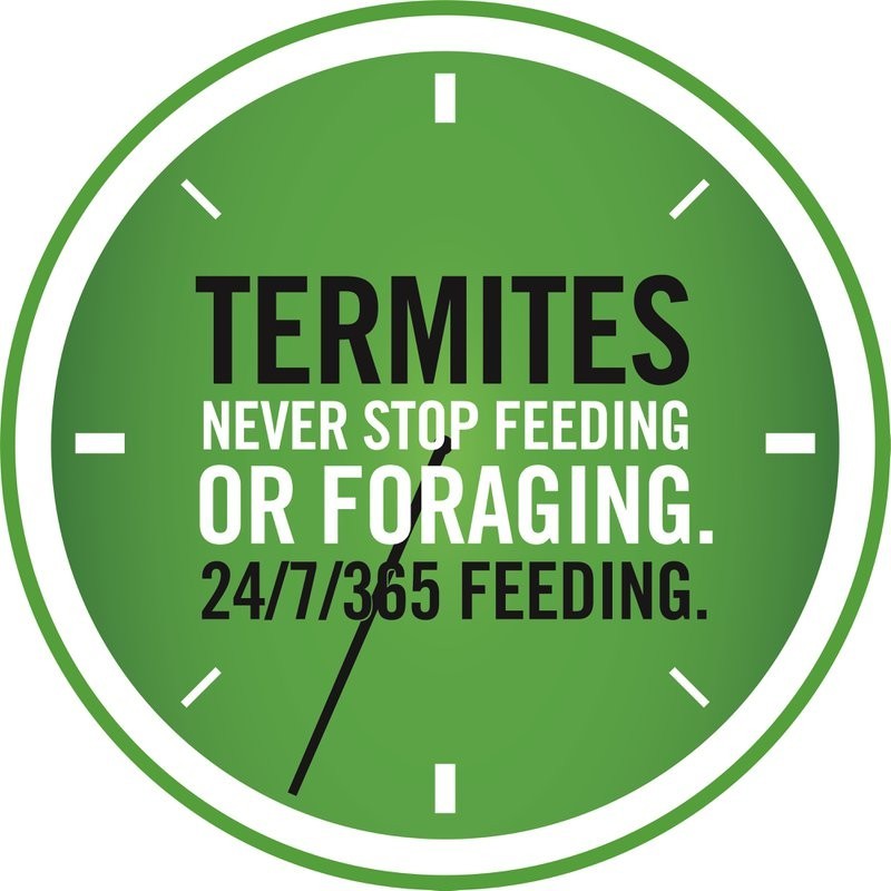 Protect your home from pests termites with these in-ground kill traps ...
