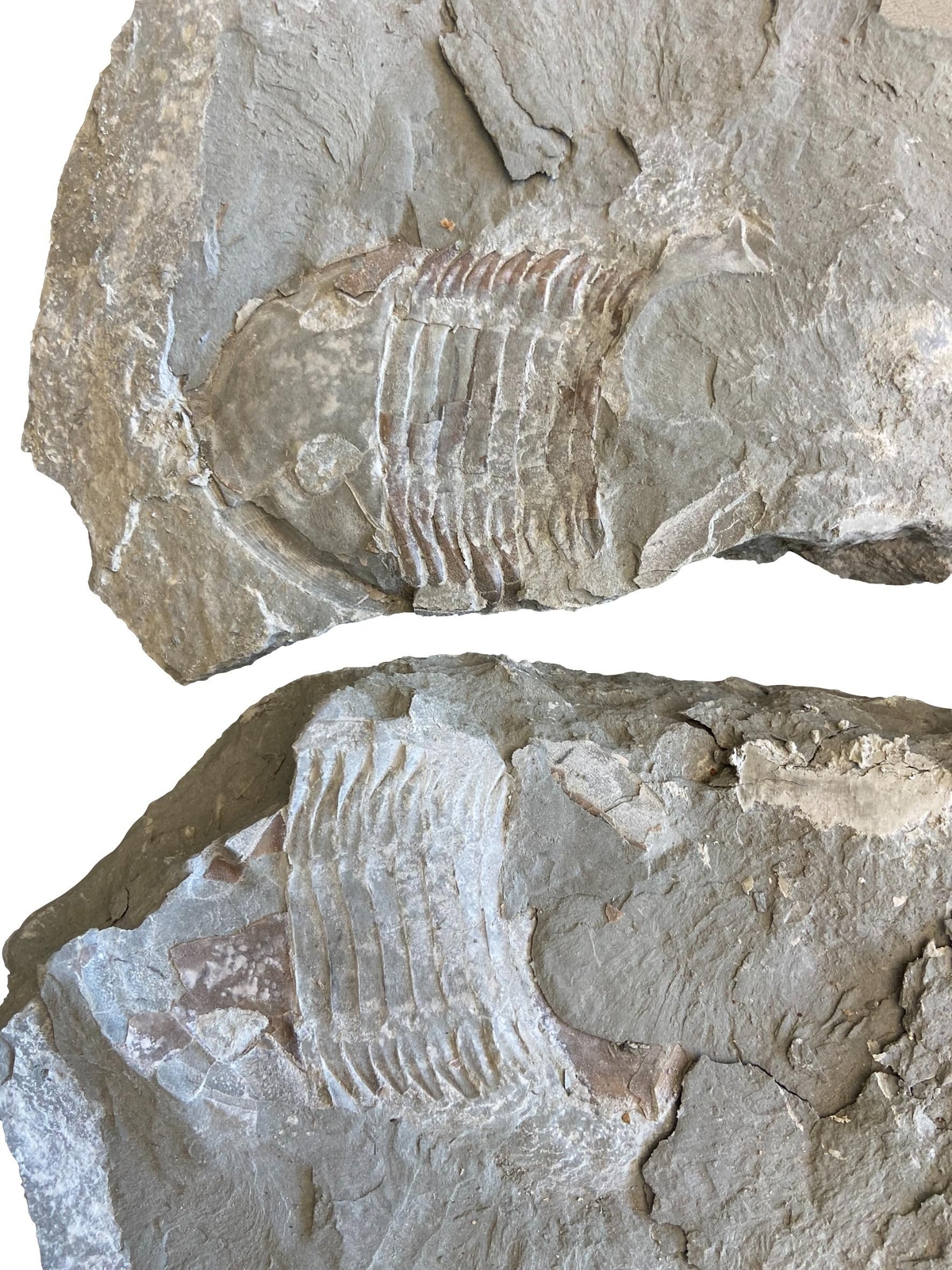 Trilobite Fossil Isotelus Maxiums Lot of 2 18157 | eBay