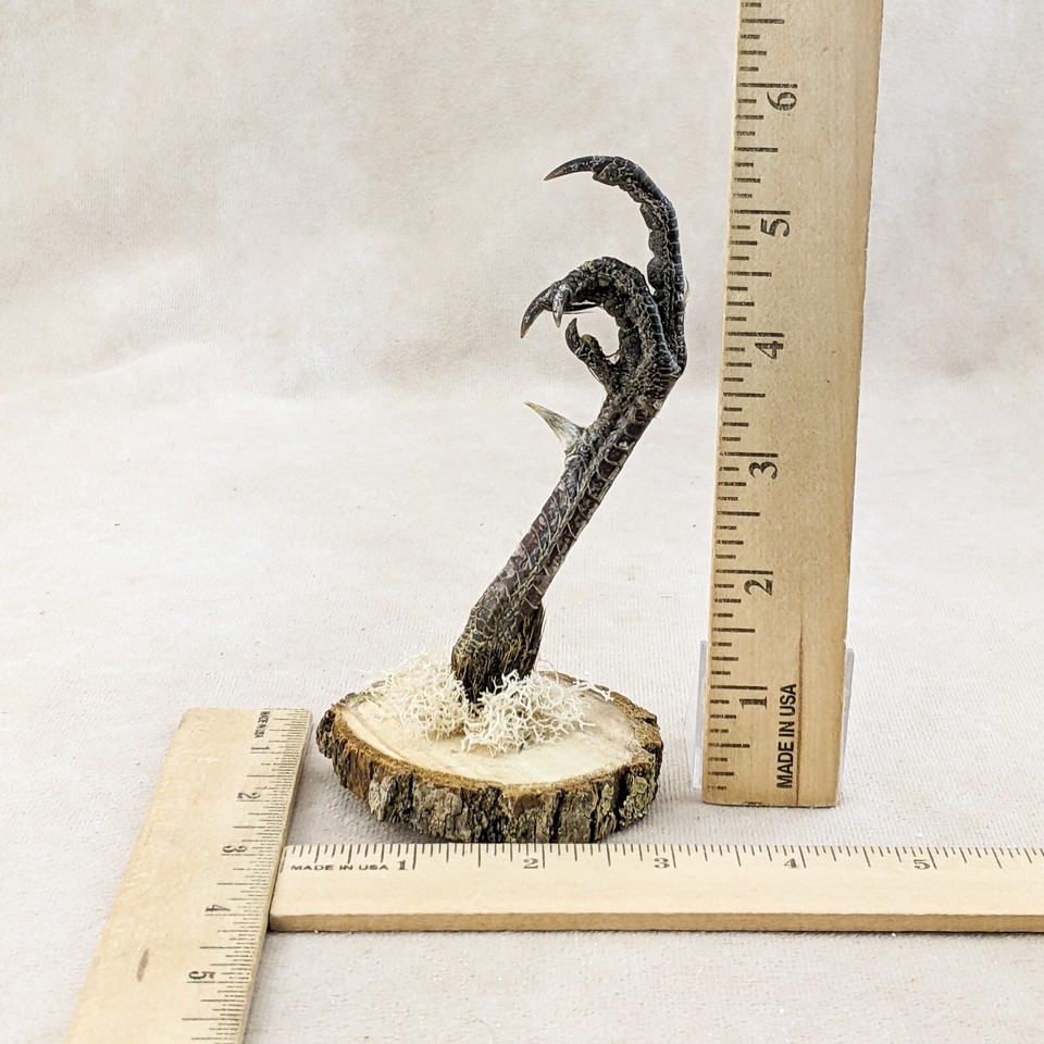 Pheasant Foot Claw finger Flipping the Bird Taxidermy Oddities ...